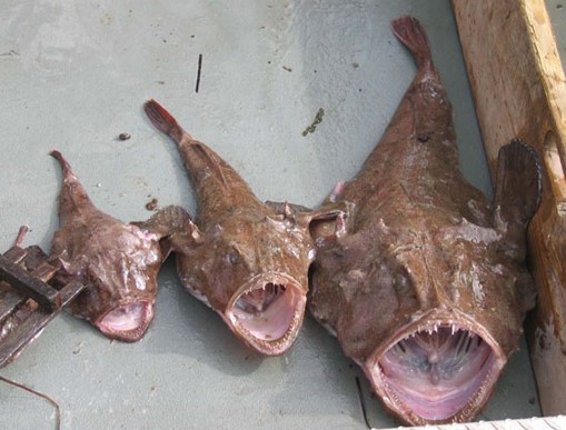 Glorification of the Monkfish (アンコウ) – Drinking Japan